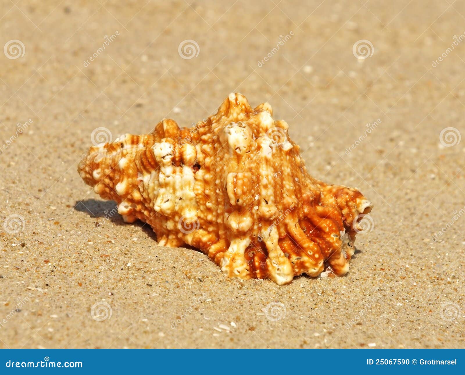 Seashell on Sandy Beach.Closeup. Stock Photo - Image of cockleshell ...