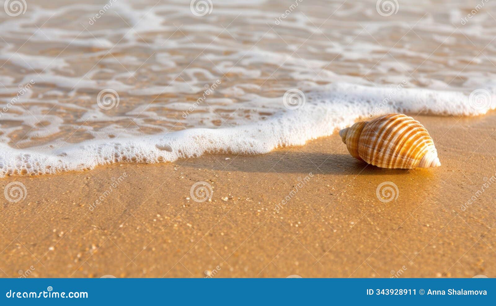 Seashell on Sandy Beach with Gentle Ocean Waves Stock Image - Image of ...