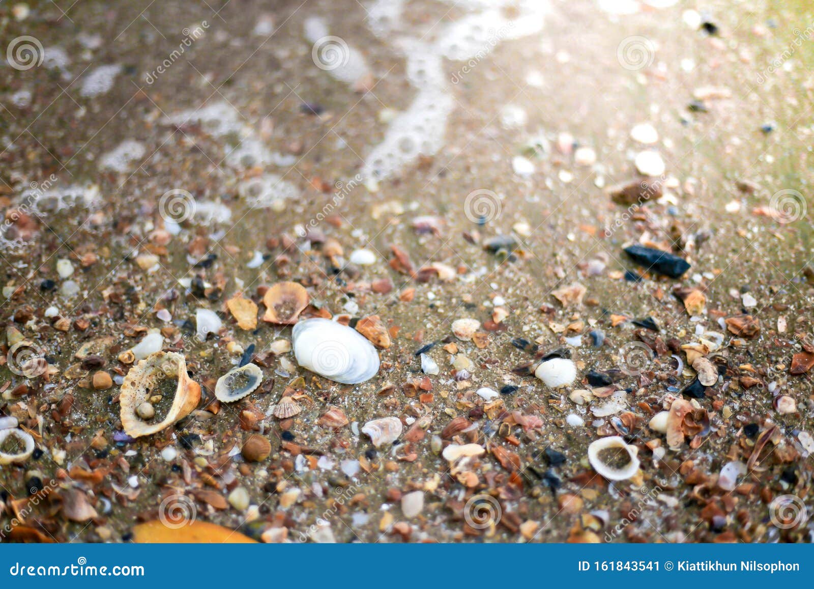 Seashell on the Sandy Beach with Ocean Tidal Waves Breaking on a Sand ...