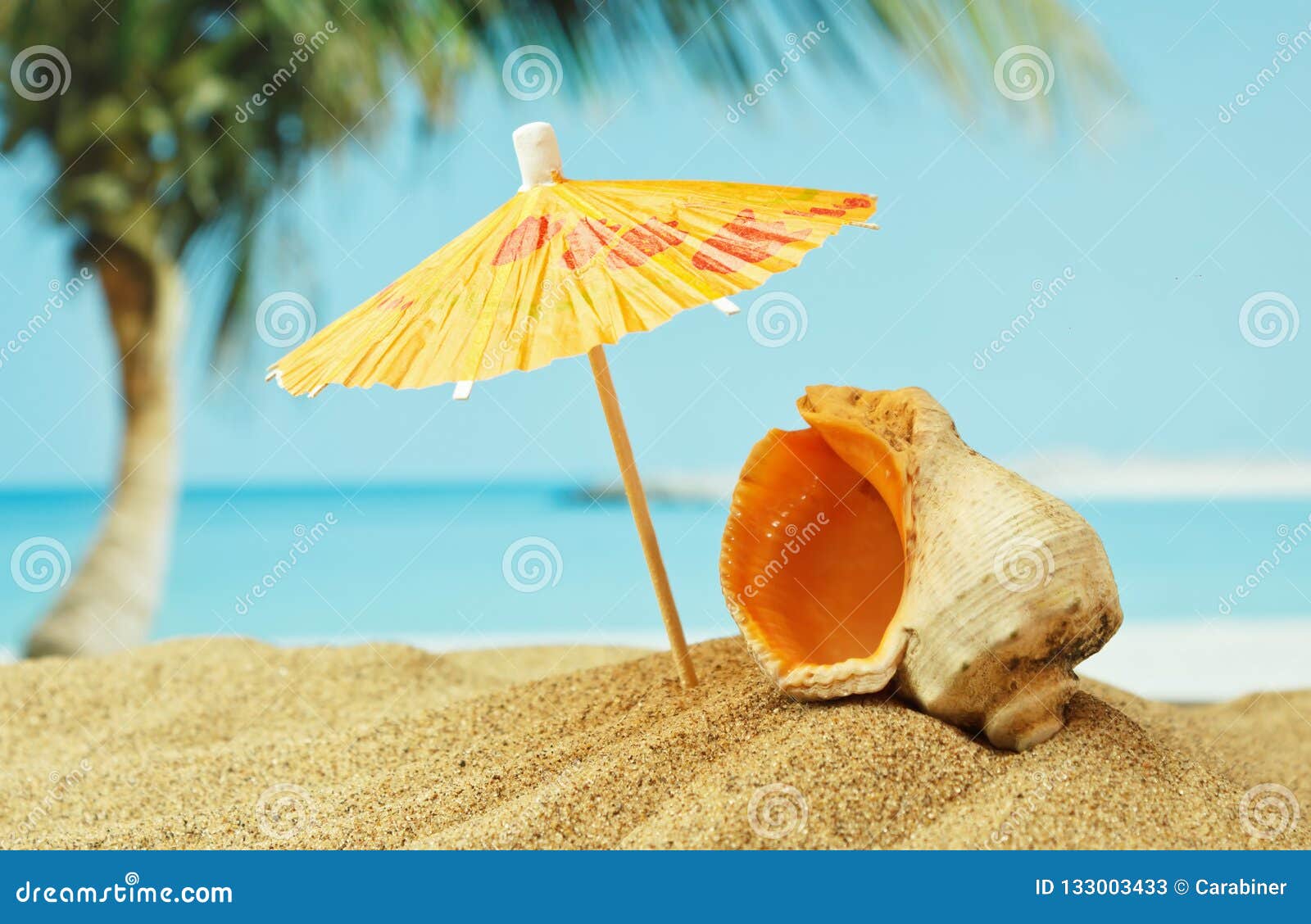 Seashell on sandy beach stock image. Image of summer - 133003433