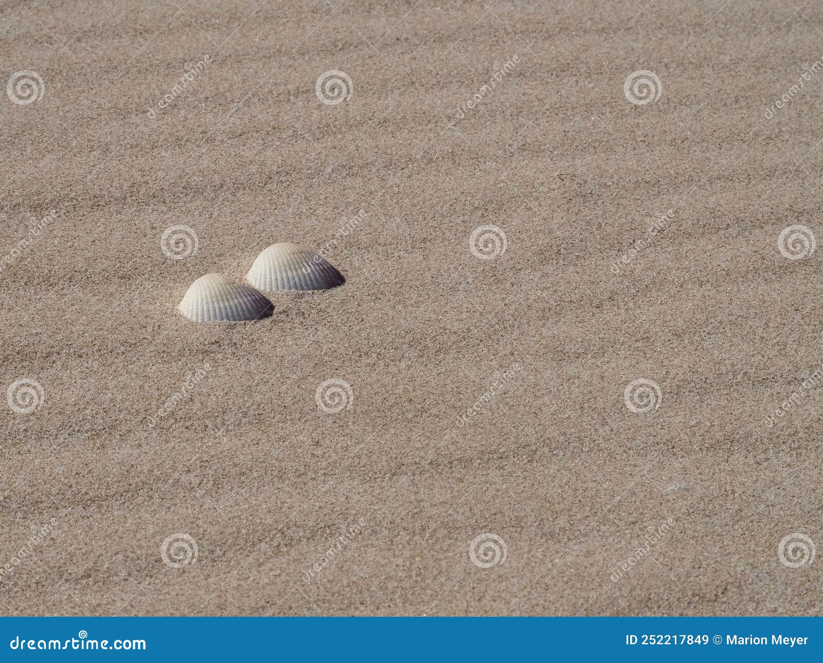 Seashell on a Sandy Natural Beach for Background Stock Image - Image of ...