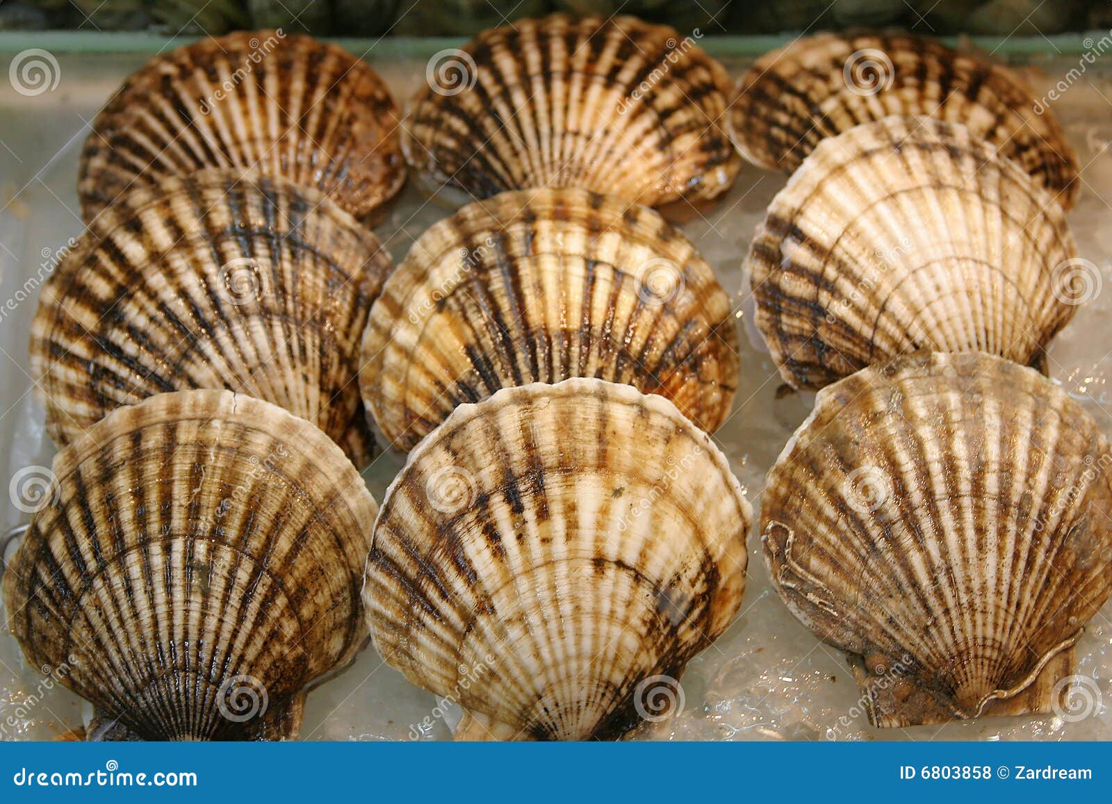 Seashell - Scallop stock photo. Image of isolated, species - 6803858