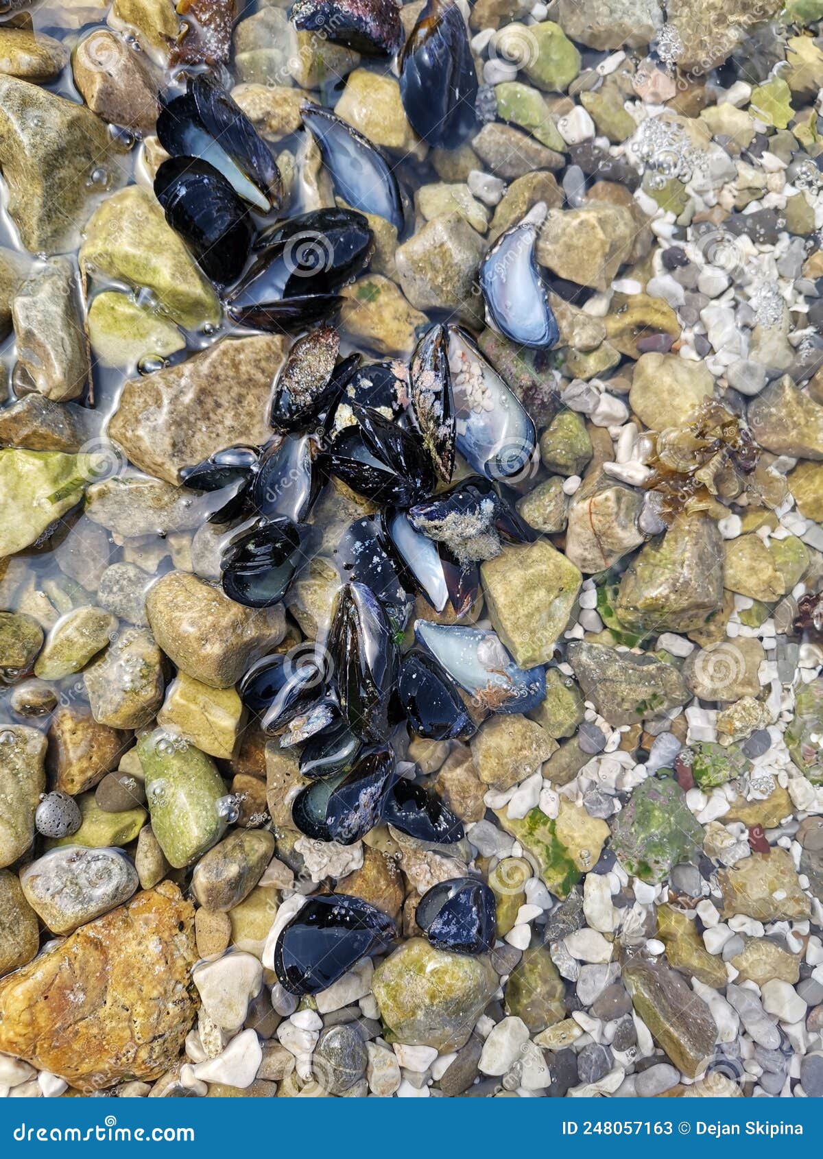 Seashell Sea Rocks Open Close Stock Image - Image of close, open: 248057163