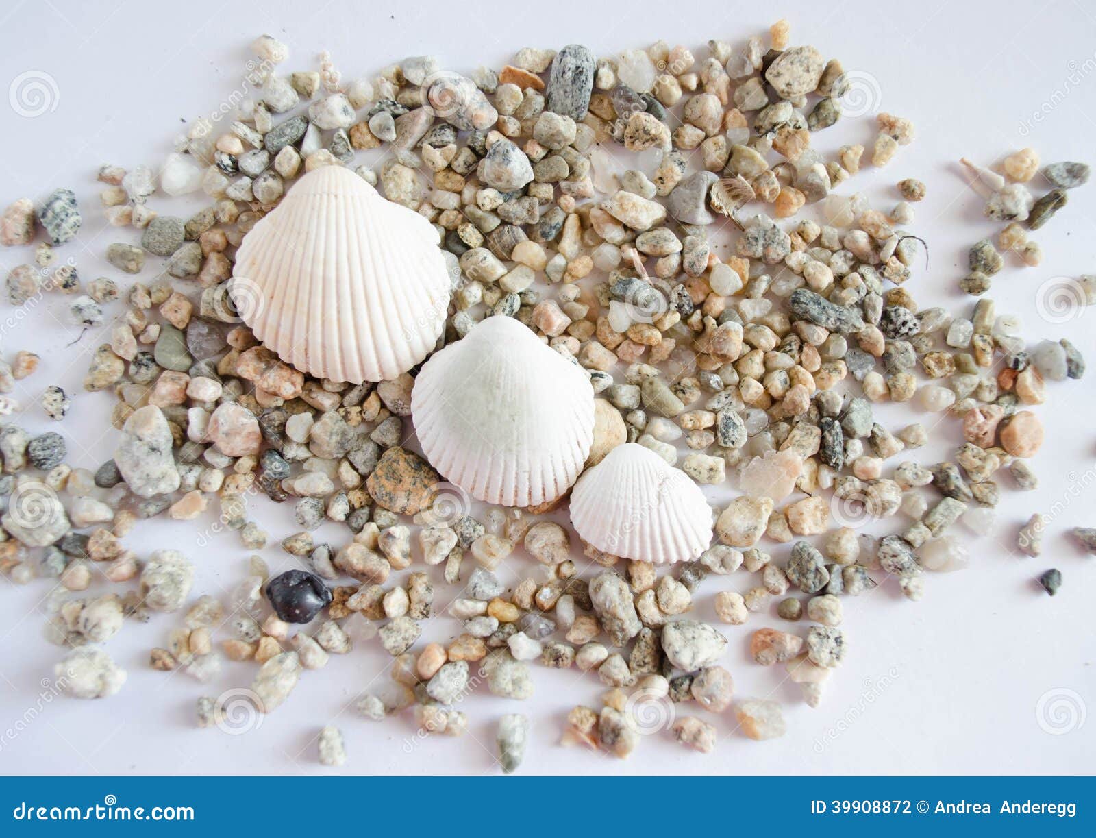 Seashell stock photo. Image of shell, ocean, relax, grainy - 39908872