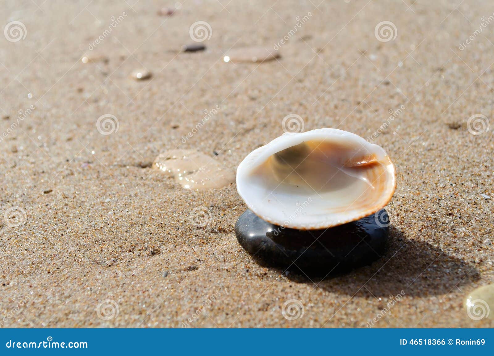 Seashell stock photo. Image of waters, shell, outdoors - 46518366