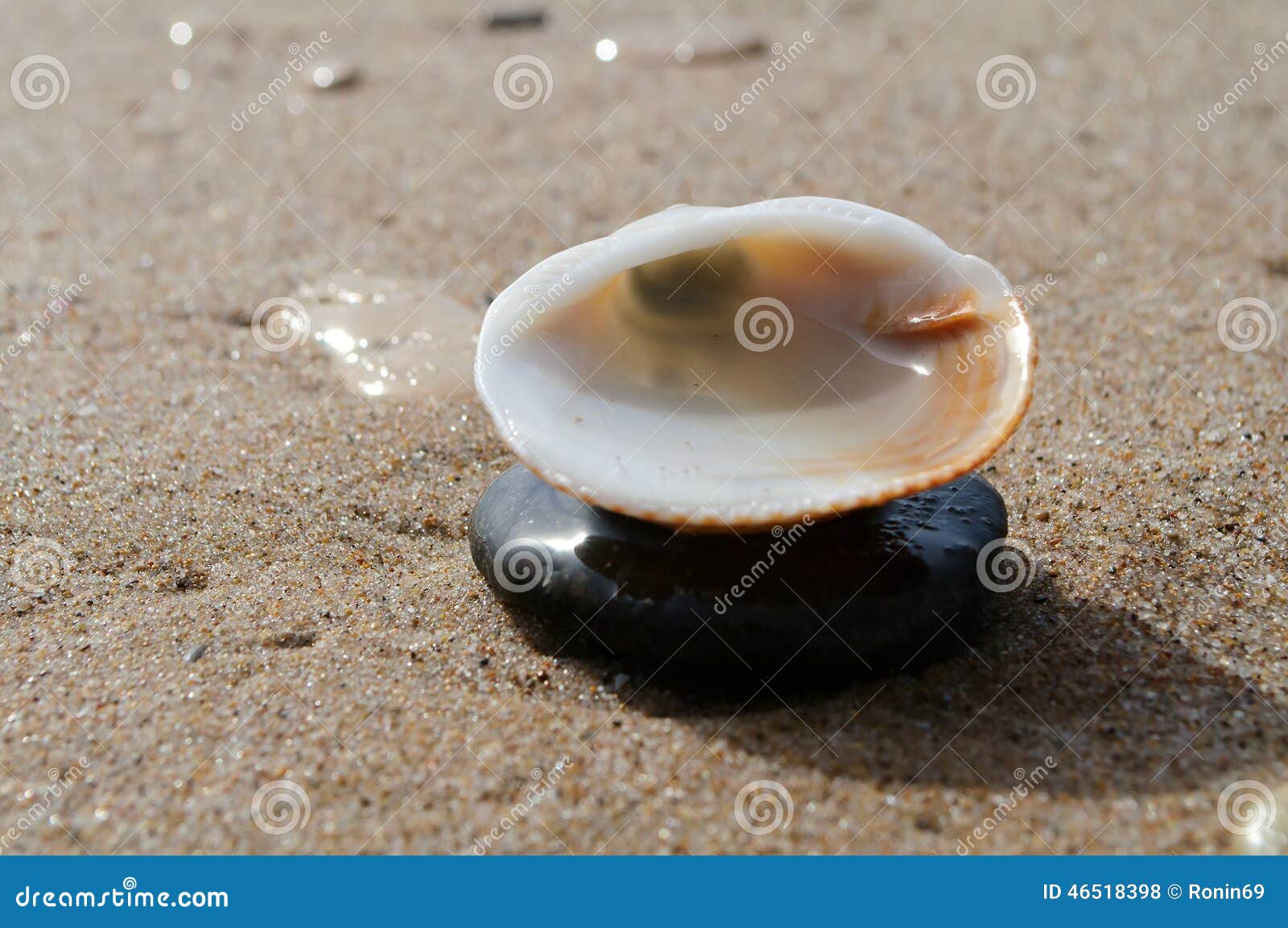Seashell stock photo. Image of object, idyllic, summer - 46518398