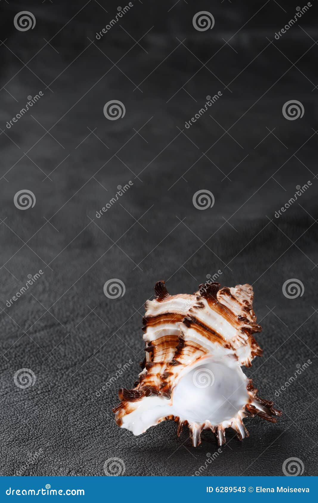 Seashell Sea Shell on Old Black Leather Background Stock Image - Image ...
