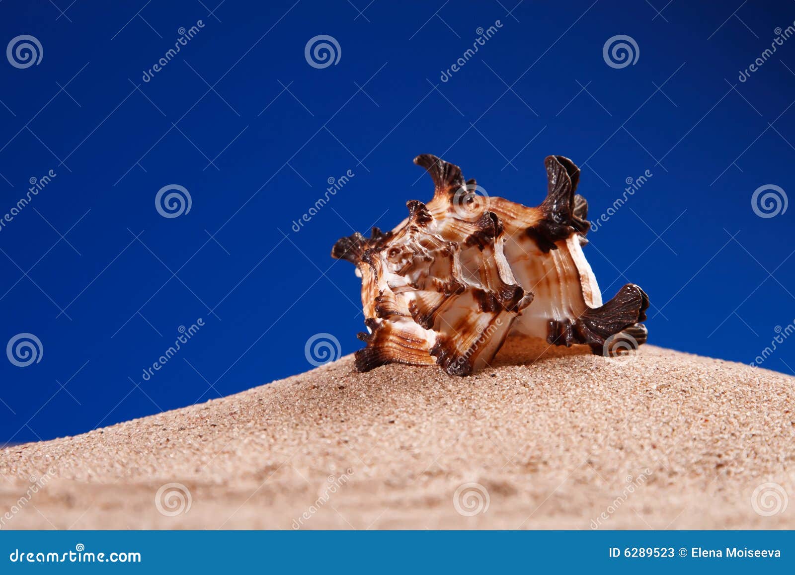 Seashell Sea Shell on Sand Deep Blue Stock Image - Image of muricidae ...