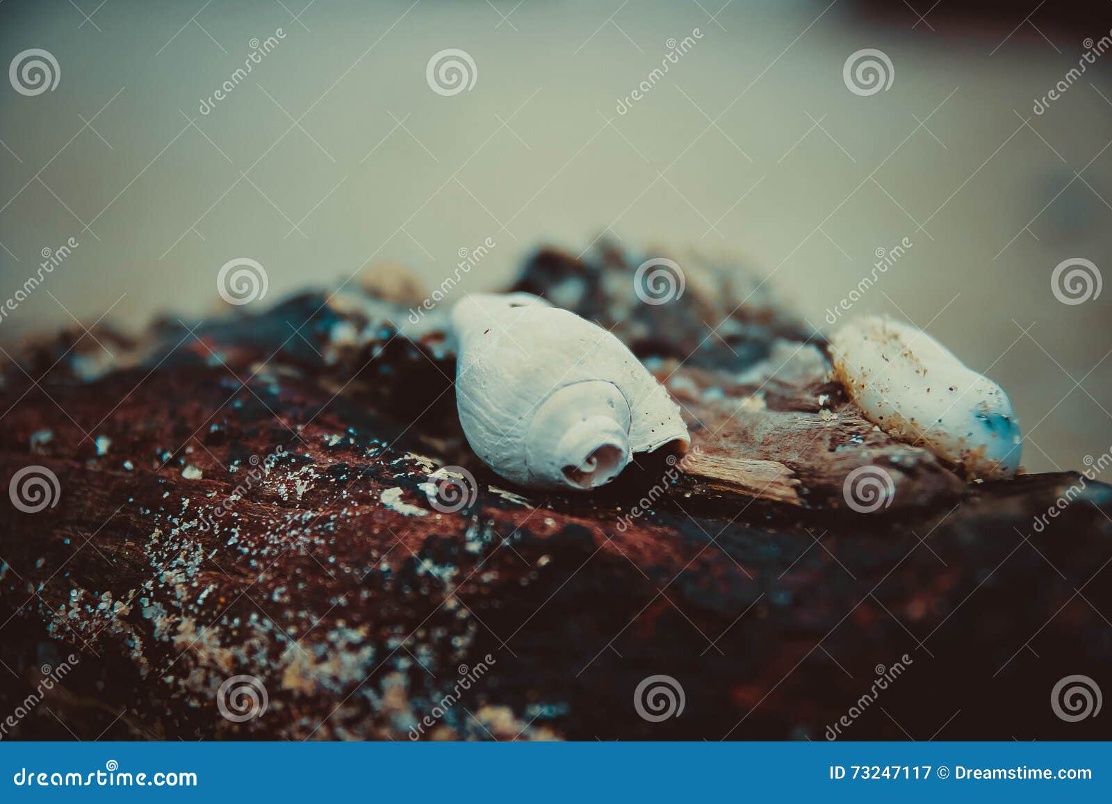 The Seashell stock image. Image of crack, nature, view - 73247117