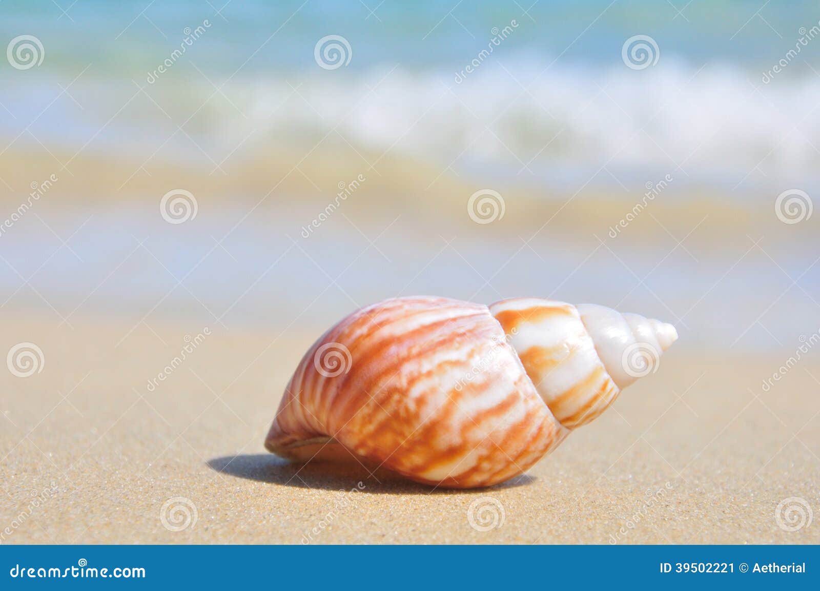Seashell on the sea shore stock image. Image of exotic - 39502221