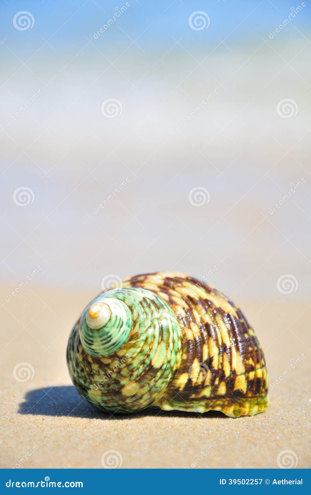 Seashell on the sea shore stock image. Image of depth - 39502257