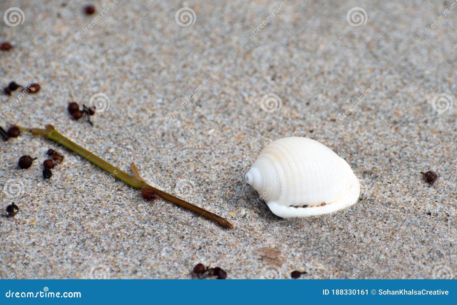 Seashell and Sea Weed on the Beach. Macro of Small Spiral Seashell on ...