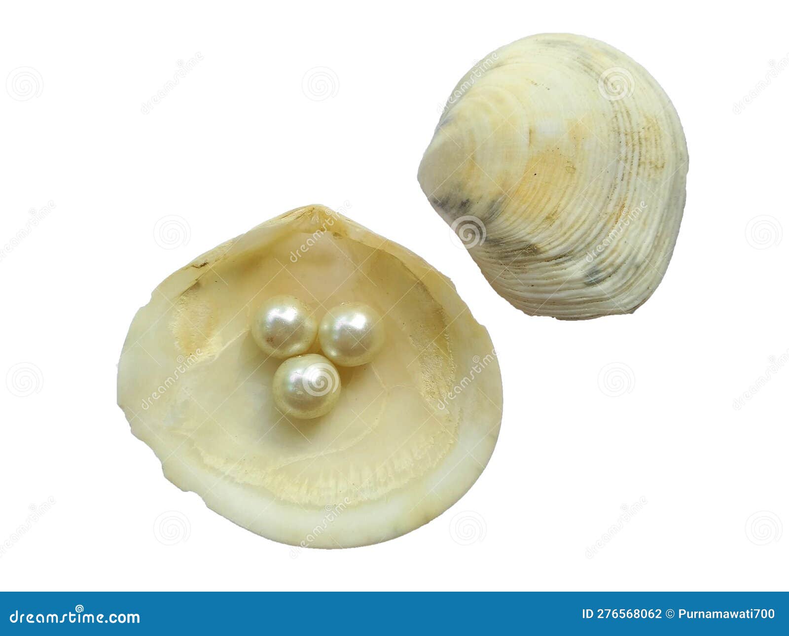 Seashell Seamless with Pearl on a White Background Stock Photo - Image ...