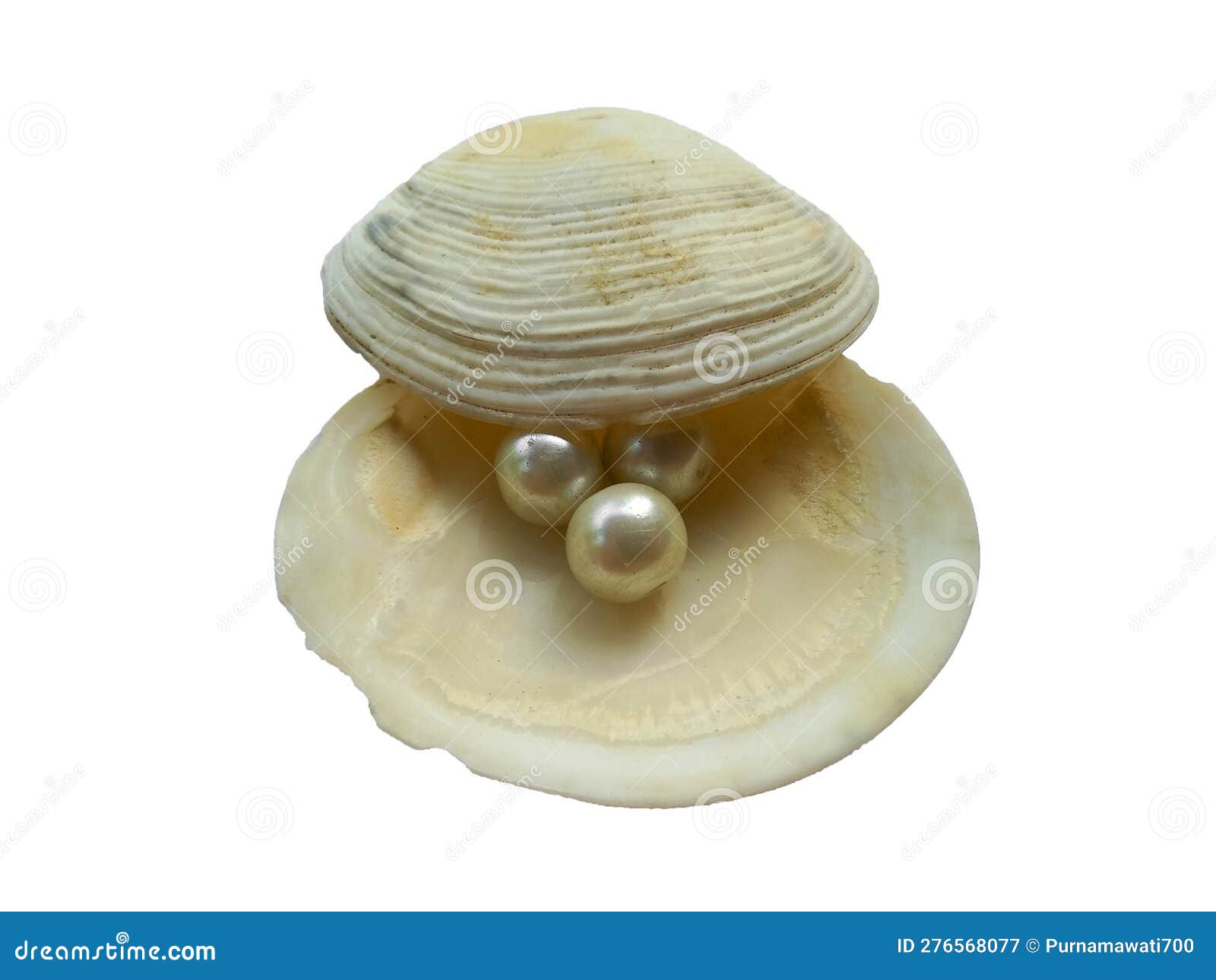 Seashell Seamless with Pearl on a White Background Stock Image - Image ...