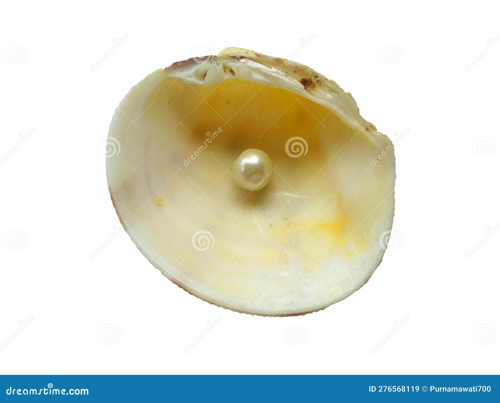 Seashell Seamless with Pearl on a White Background Stock Image - Image ...