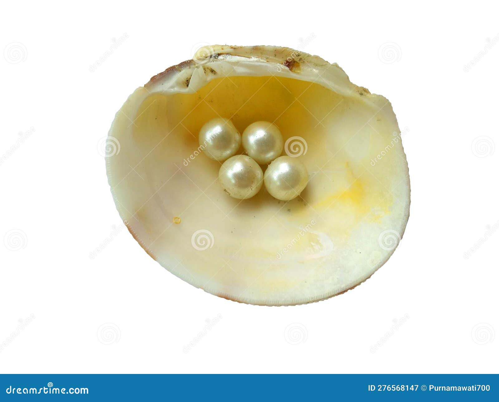 Seashell Seamless with Pearl on a White Background Stock Image - Image ...
