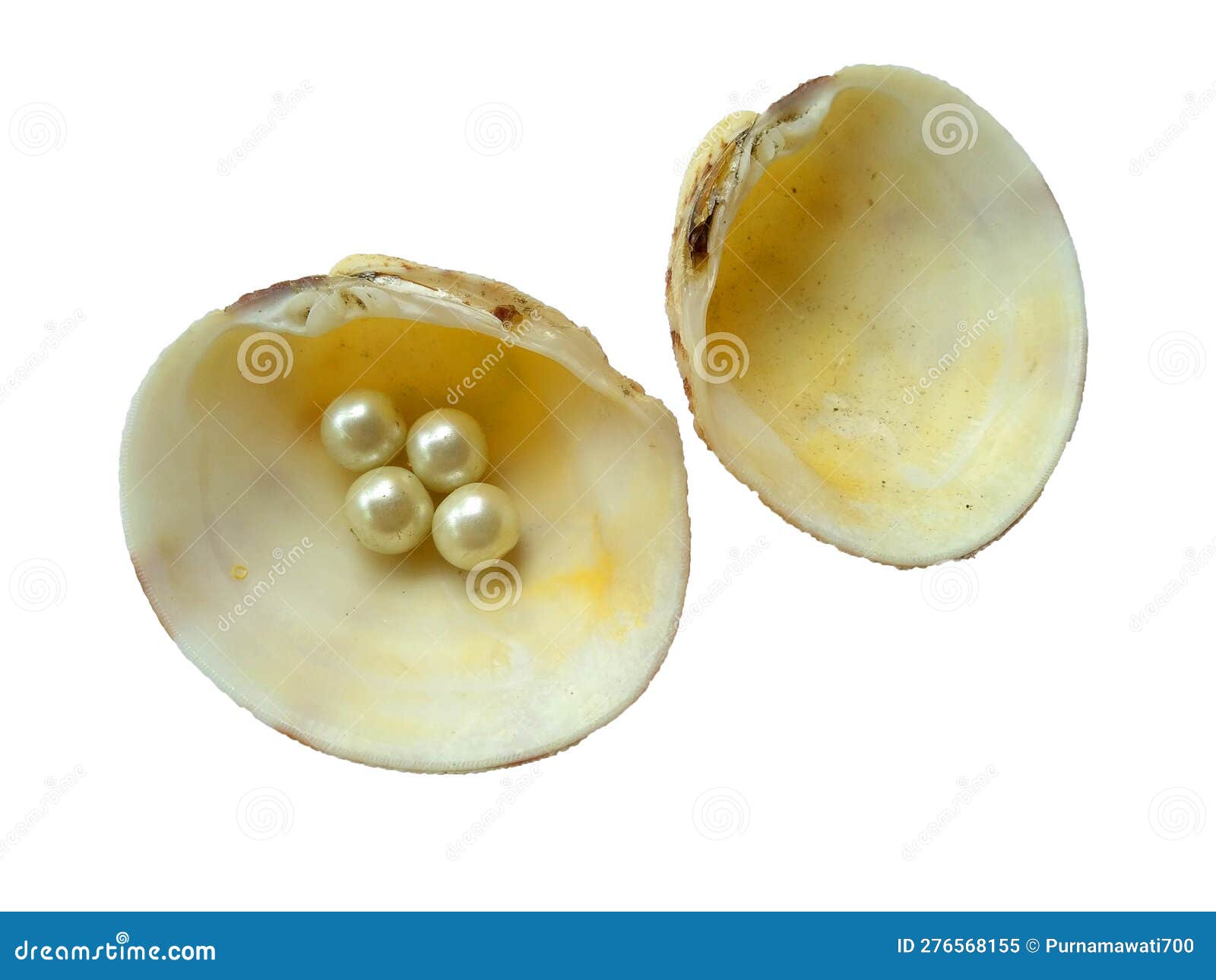 Seashell Seamless with Pearl on a White Background Stock Image - Image ...