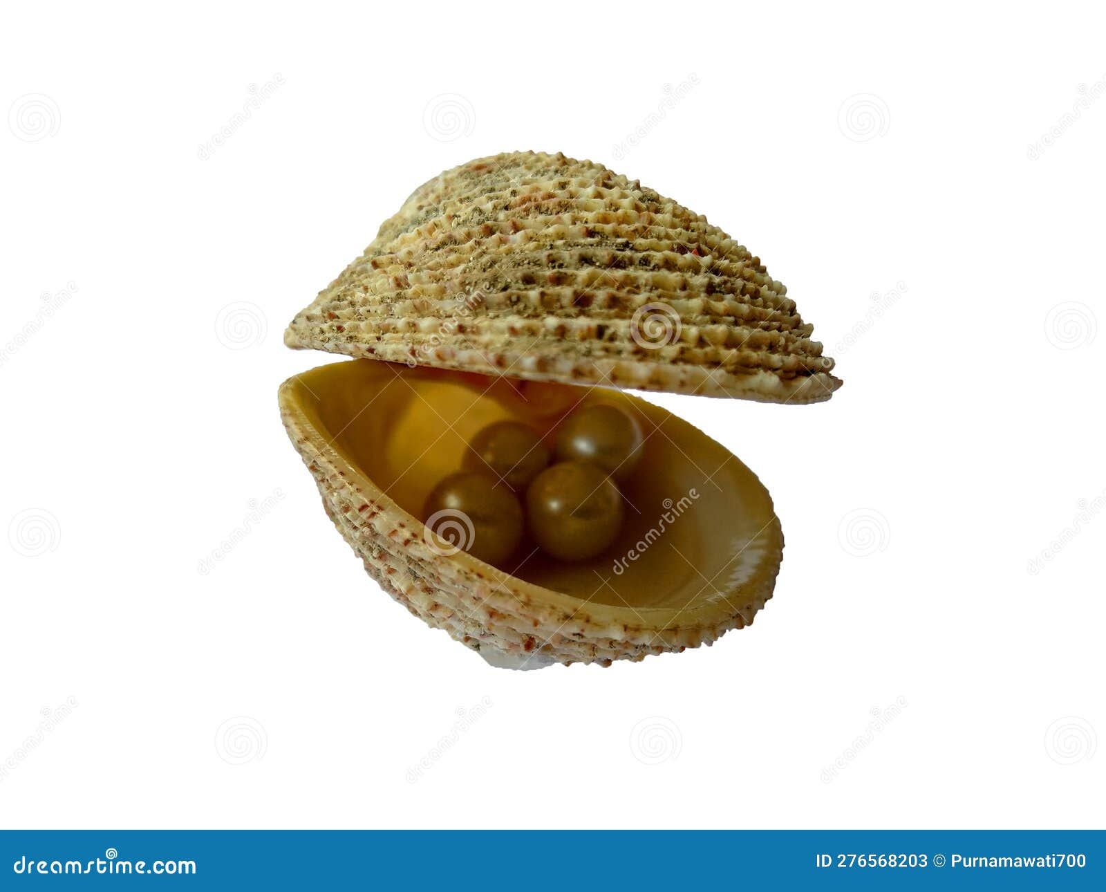Seashell Seamless with Pearl on a White Background Stock Image - Image ...