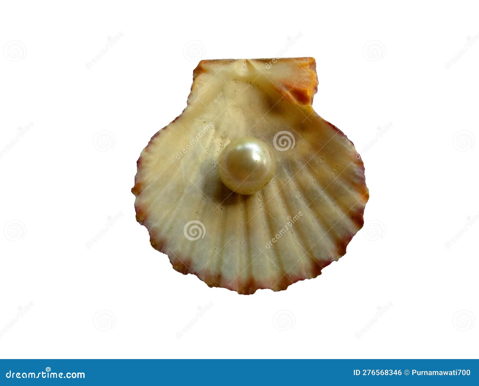 Seashell Seamless with Pearl on a White Background Stock Photo - Image ...