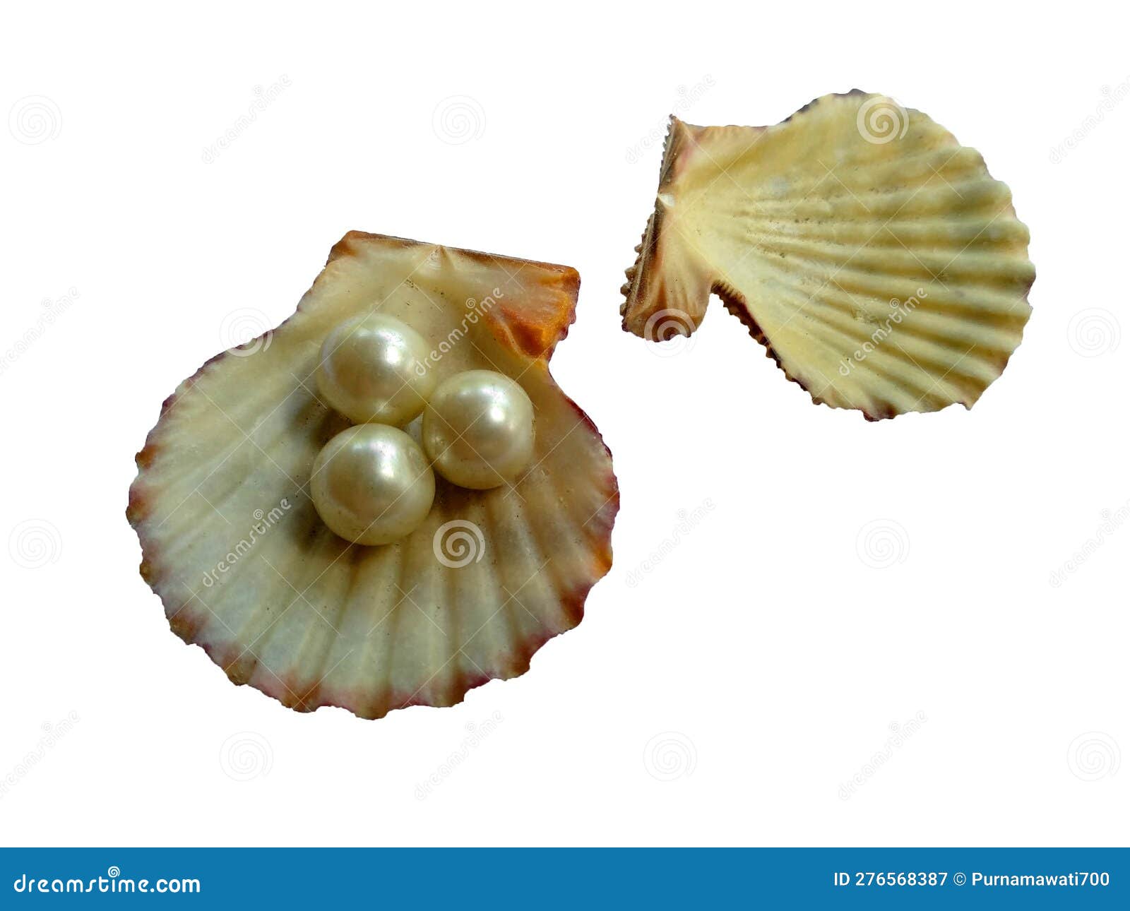 Seashell Seamless with Pearl on a White Background Stock Image - Image ...