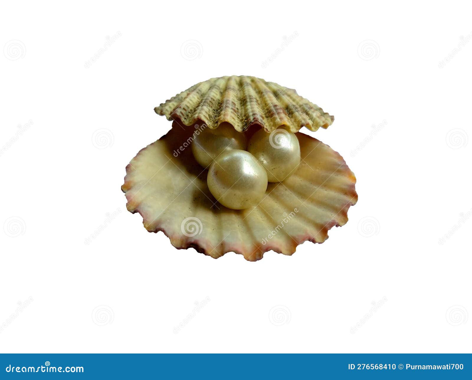 Seashell Seamless with Pearl on a White Background Stock Photo - Image ...