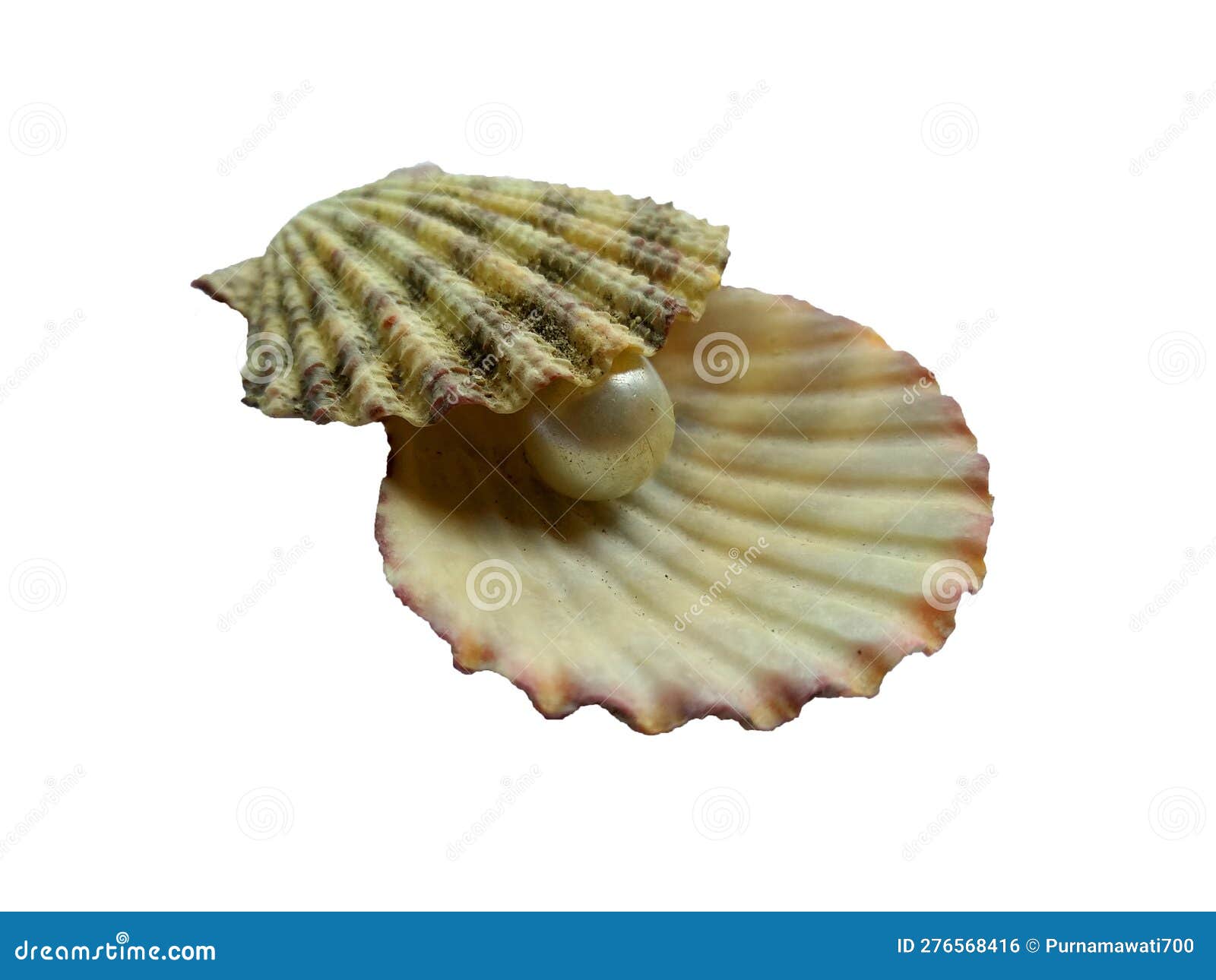 Seashell Seamless with Pearl on a White Background Stock Photo - Image ...