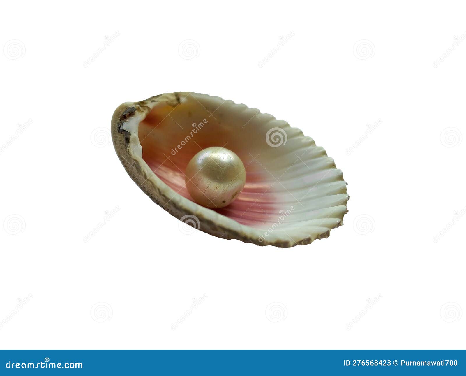 Seashell Seamless with Pearl on a White Background Stock Image - Image ...