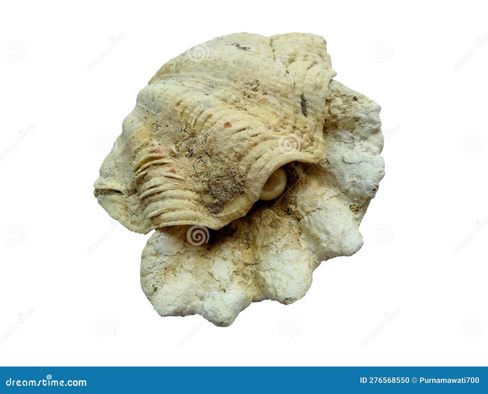 Seashell Seamless with Pearl on a White Background Stock Photo - Image ...