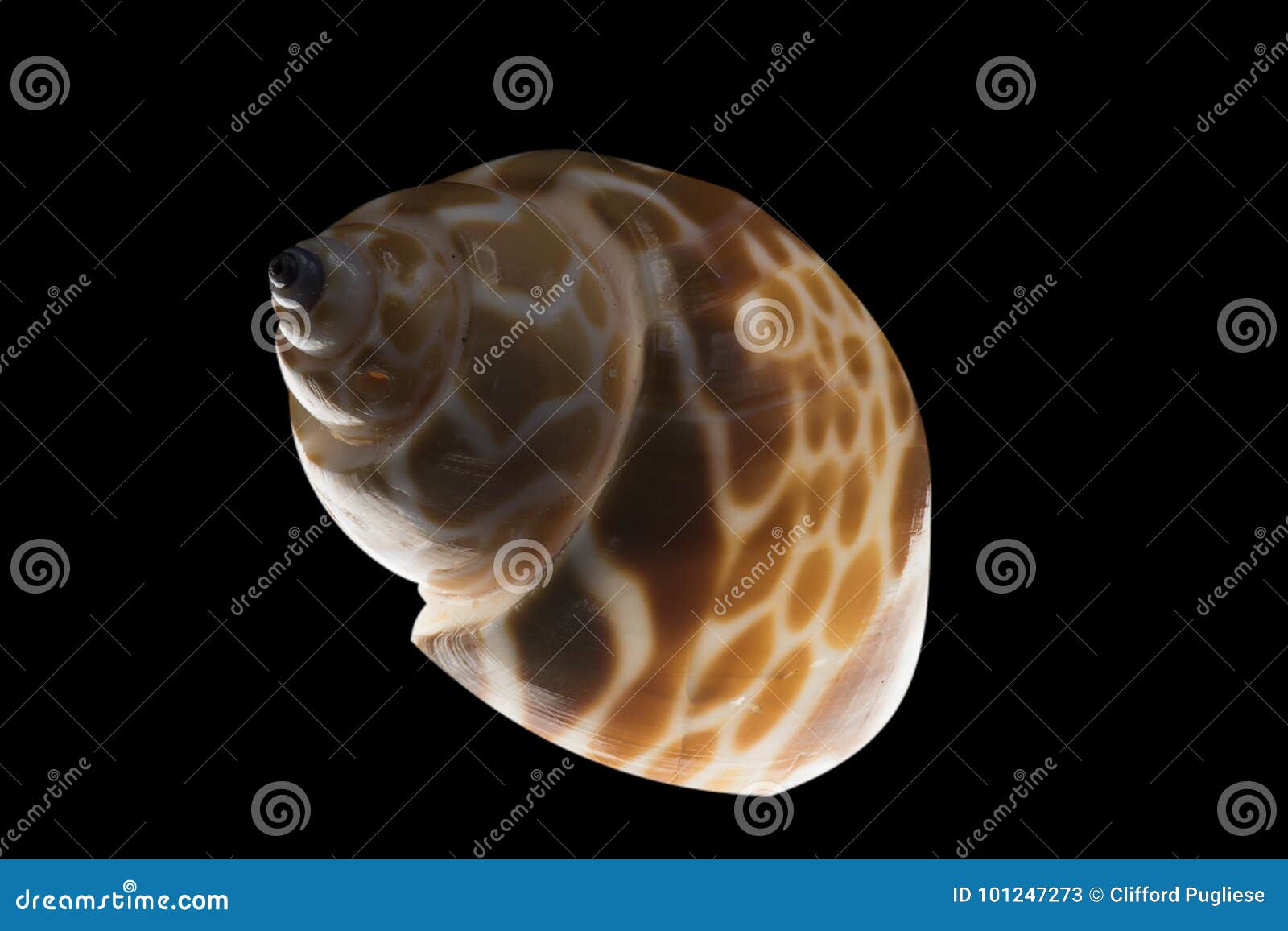 Seashell stock image. Image of life, black, aquatic - 101247273