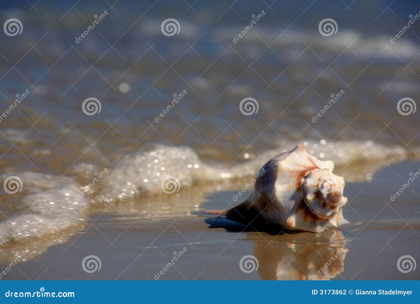 Seashell on the Seashore stock photo. Image of tranquility - 3173862