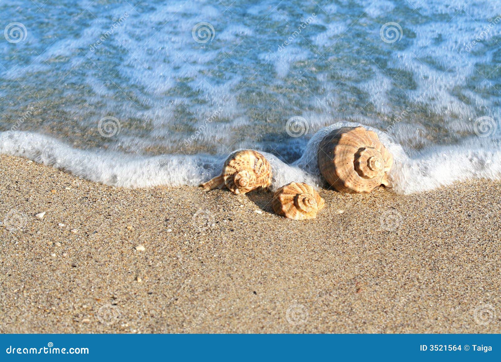 Seashell on the seashore stock photo. Image of beauty - 3521564