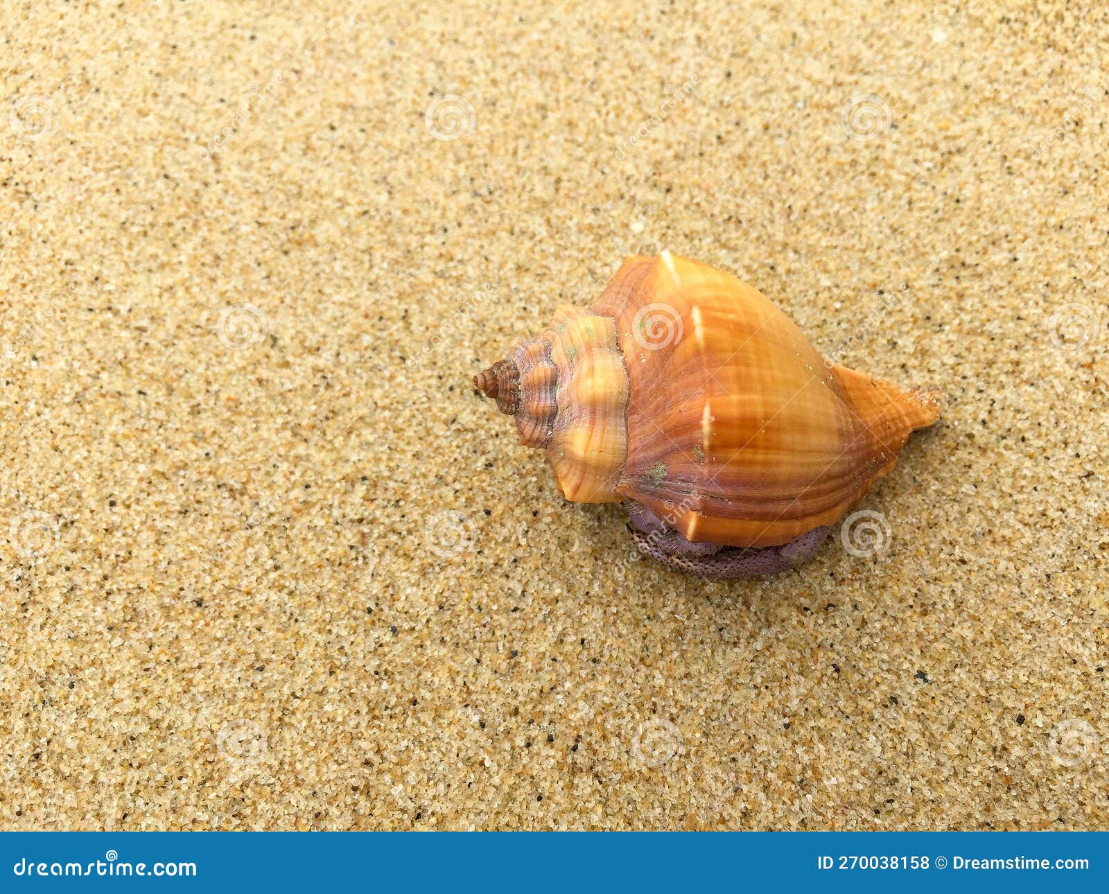 Seashell on the seashore stock photo. Image of seashell - 270038158