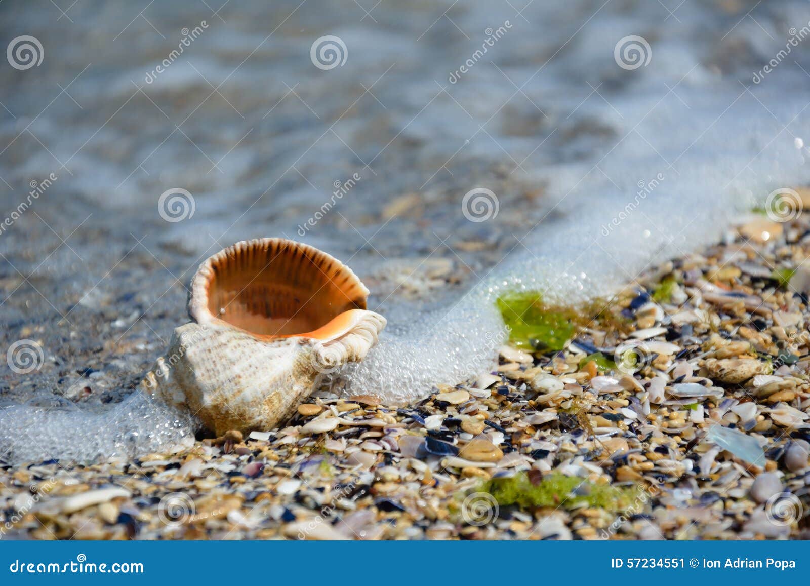 Seashell on the seashore stock image. Image of serenity - 57234551