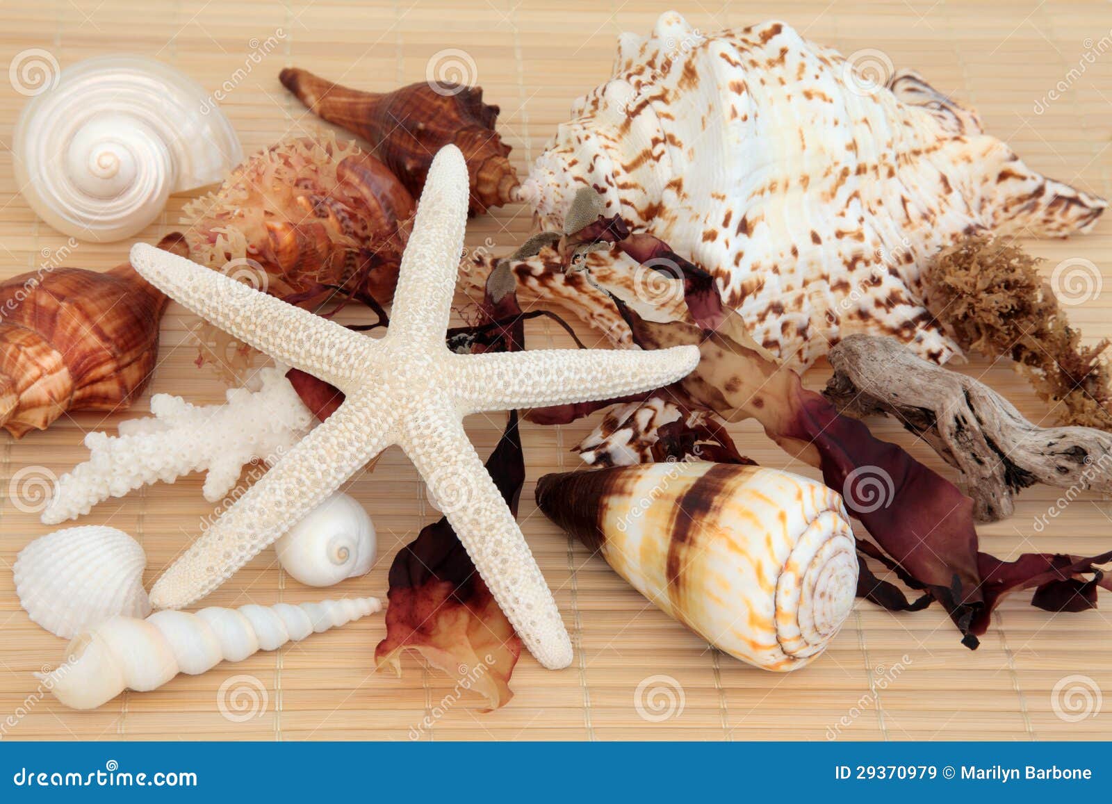 Seashell and Seaweed Beauty Stock Image - Image of weed, background ...