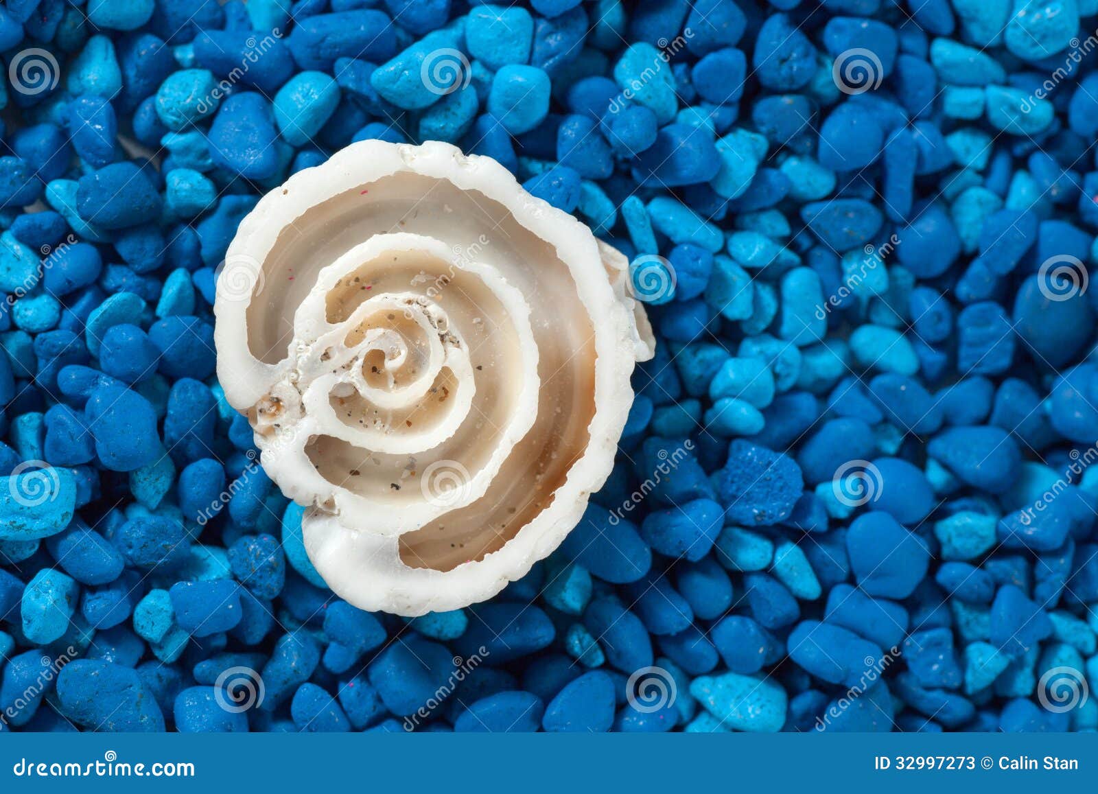 Seashell Section Closeup On Blue Background Stock Image - Image of ...