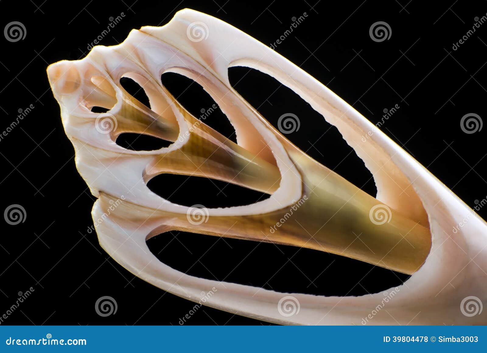 Seashell Section Over Black Stock Photo - Image of nature, organism ...