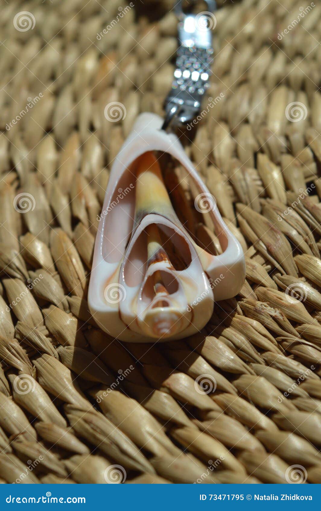 Seashell in the Section on the Stick Stock Image - Image of coils ...