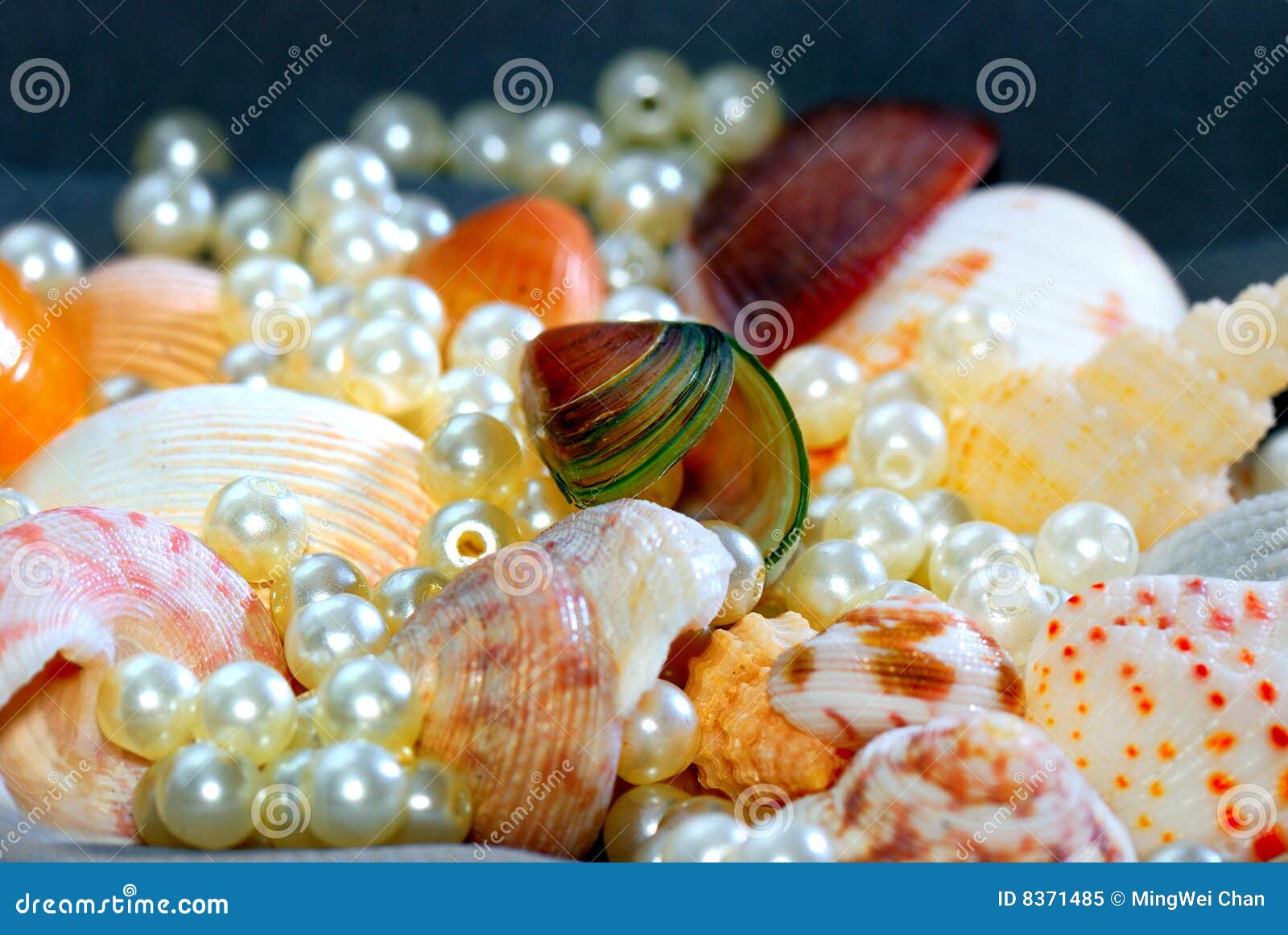 SeaShell Series 9 stock image. Image of seashell, black - 8371485