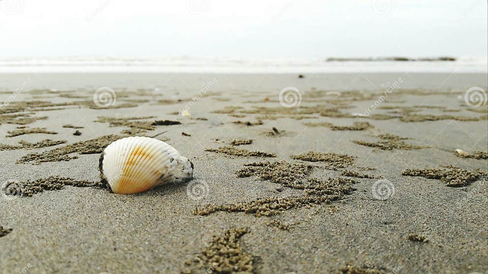 Seashell by the sesides stock image. Image of seaside - 86910855