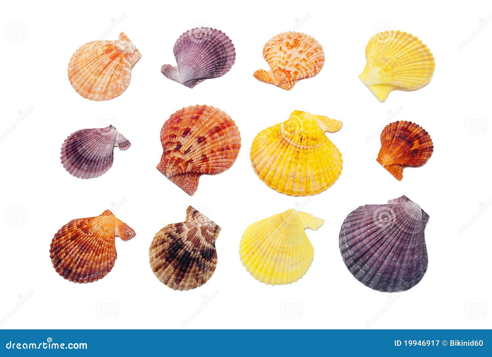 Seashell set. stock image. Image of orange, design, life - 19946917