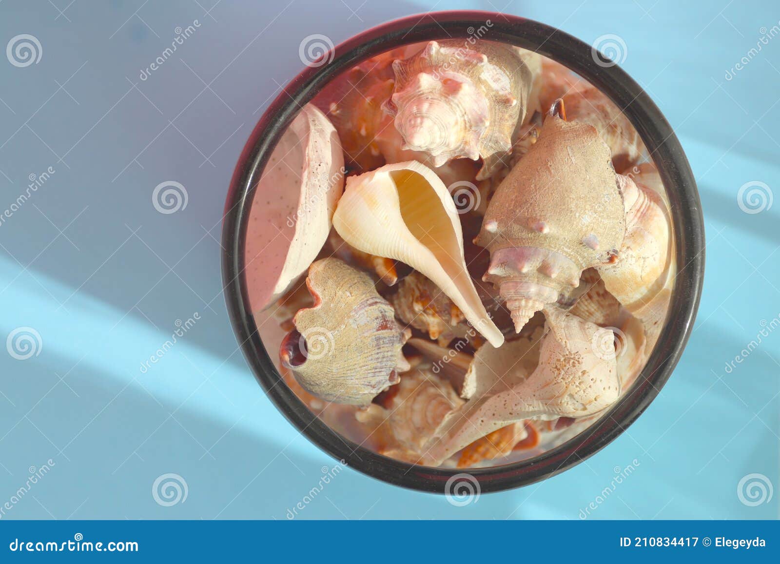 Seashell with Shade on Blue Background. Creative Colorful Minimalism ...