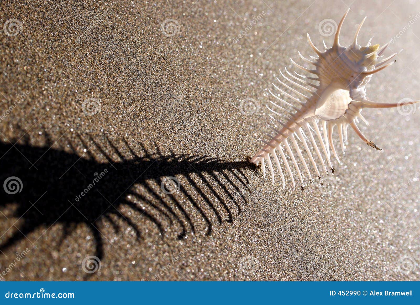 Seashell Shadow stock photo. Image of pretty, spiky, nature - 452990