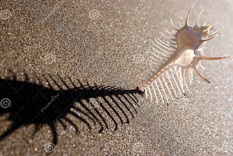 Seashell Shadow stock photo. Image of pretty, spiky, nature - 452990