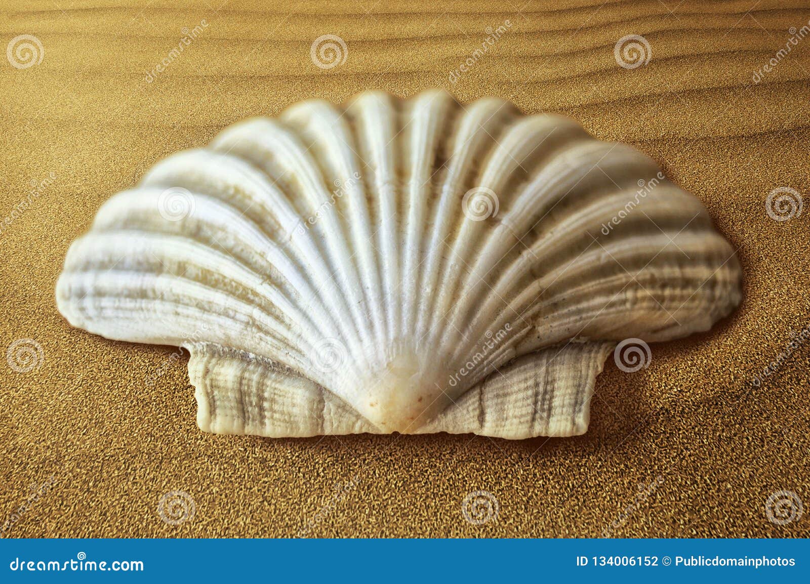 Seashell, Shankha, куколь, Nautilida изображение. изображение: 134006152