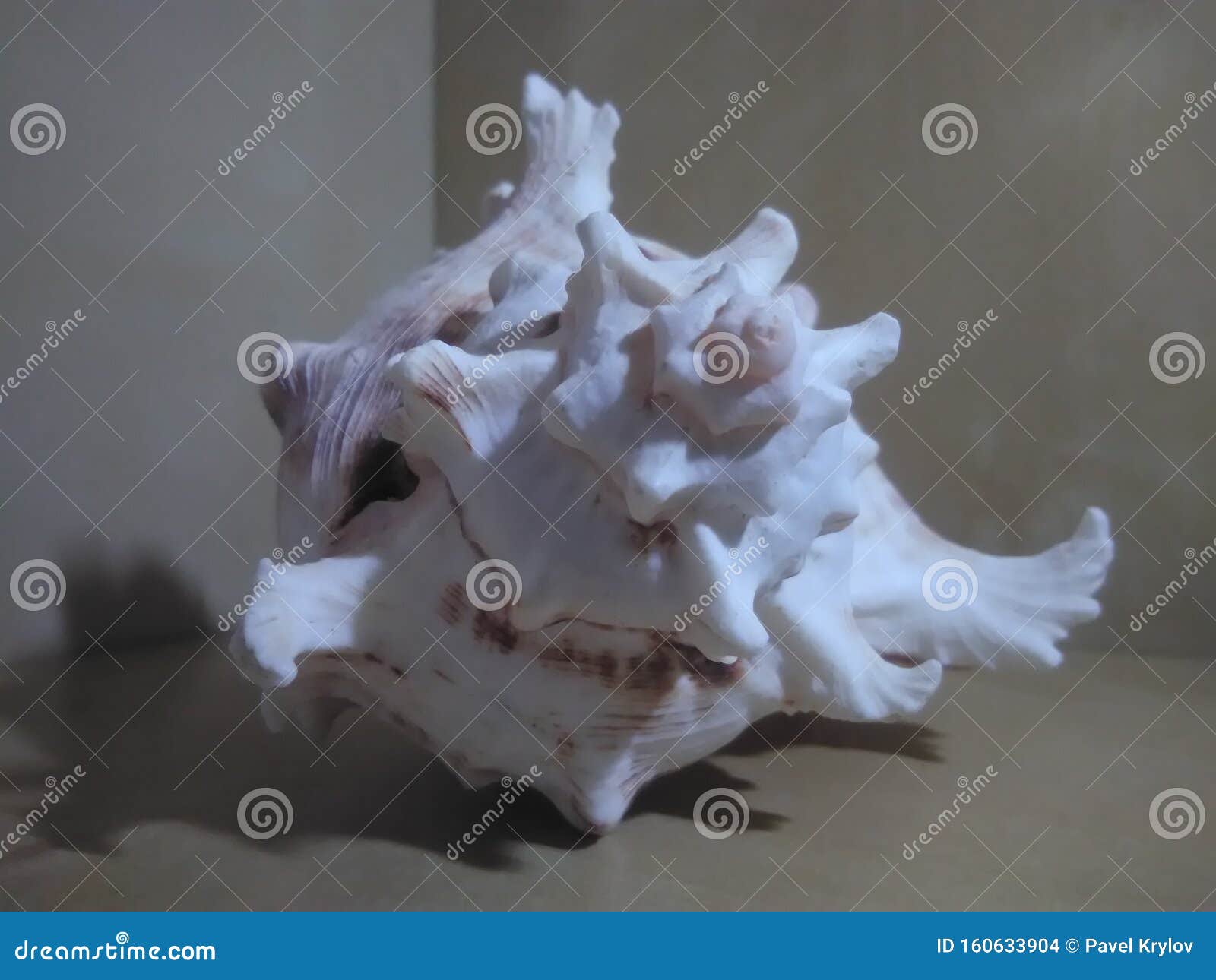 Seashell stock photo. Image of pearls, surf, diving - 160633904