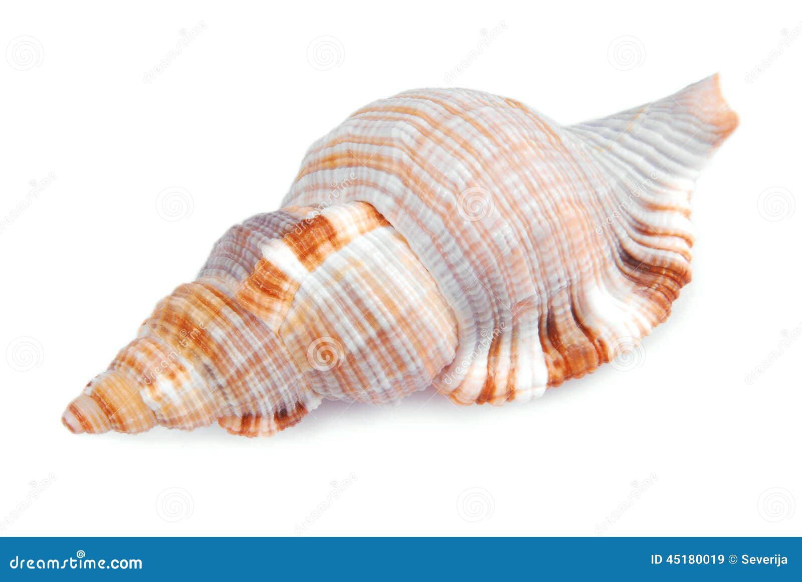 Seashell shell isolated stock image. Image of beauty - 45180019