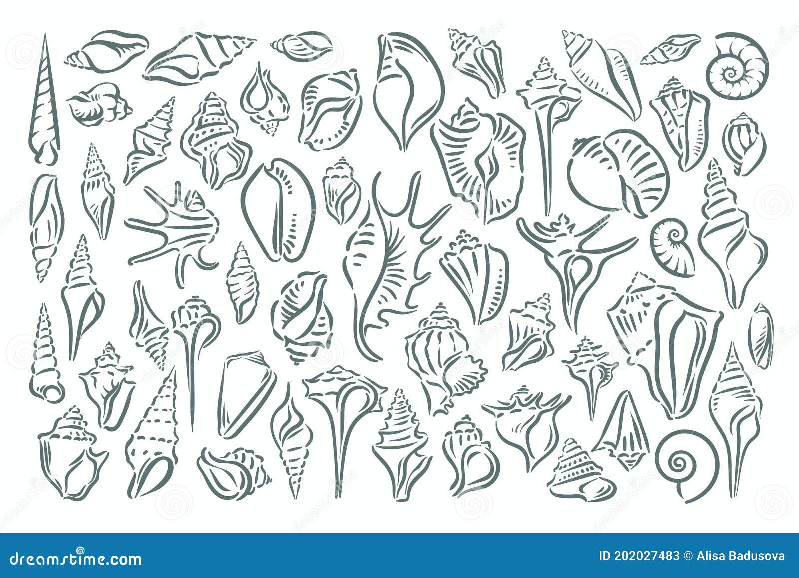 Seashell, Shell, Sea, Mollusk, Shellfish, Nautical Illustration Stock ...