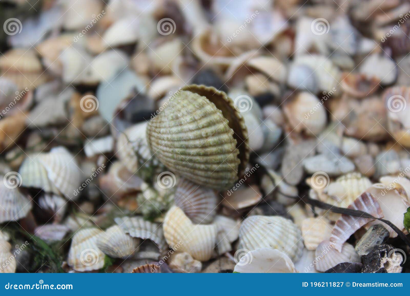 Seashell on the Shelly Coast of the Sea Stock Image - Image of shell ...