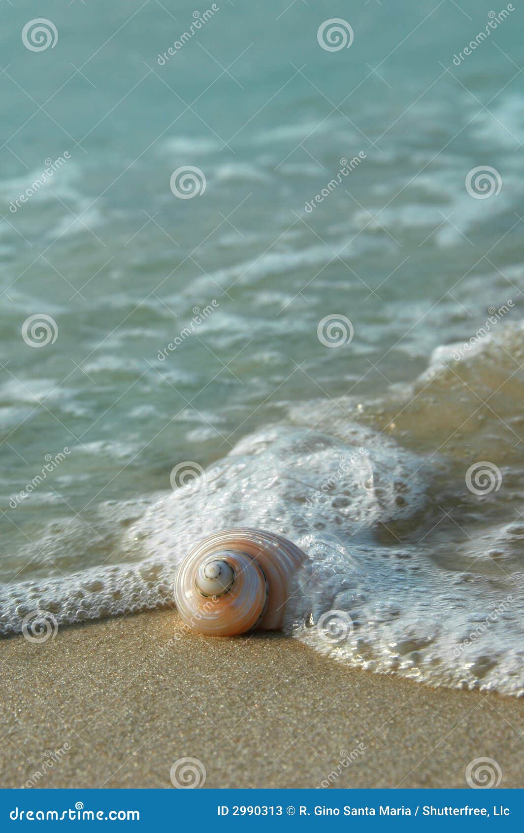 Seashell on the Shore stock image. Image of scenic, vacation - 2990313