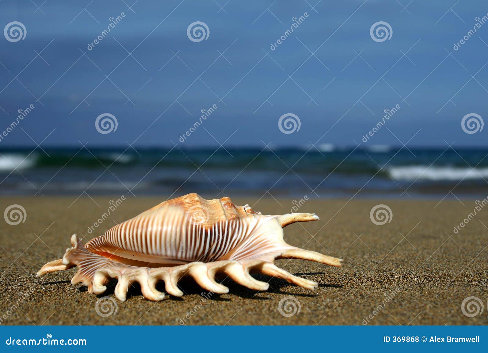Seashell on Shore stock photo. Image of shore, conch, island - 369868